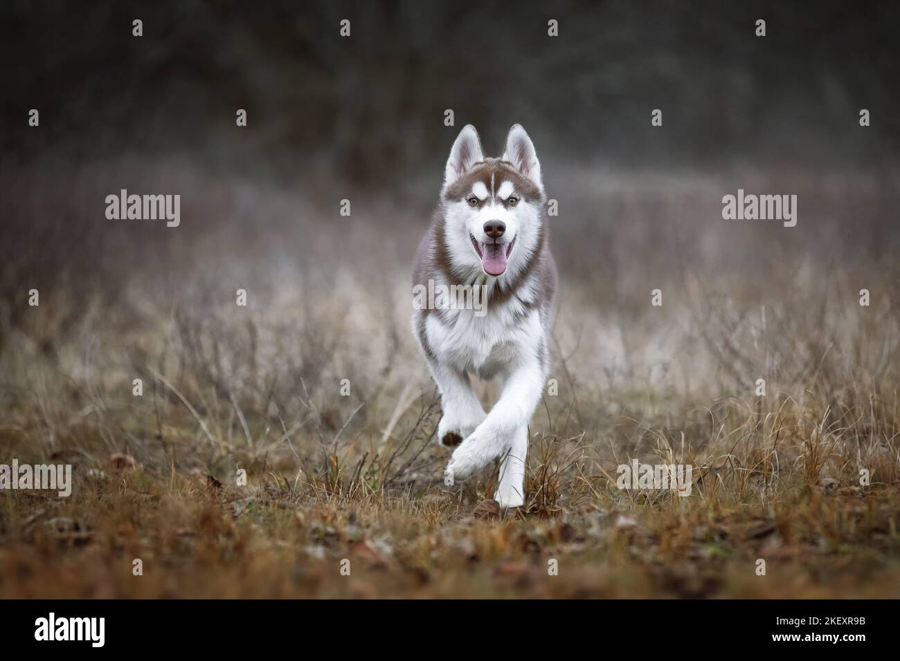 running Siberian Husky Stock Photo - Alamy
