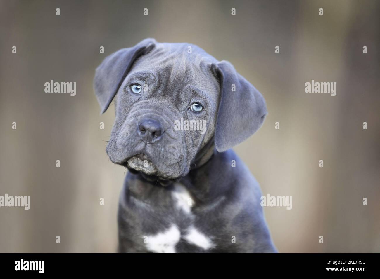 Cane corsos puppies hi-res stock photography and images - Alamy