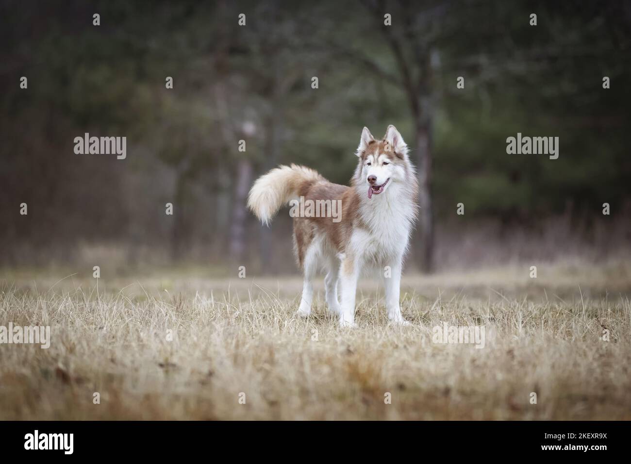 standing Siberian Husky Stock Photo - Alamy