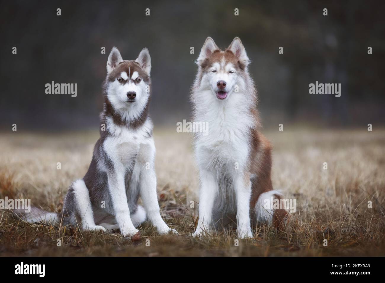 sitting Siberian Husky Stock Photo - Alamy