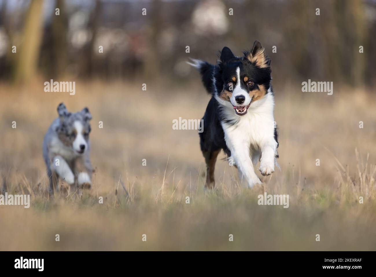 Border Collie with Miniature Australian Shepherd Stock Photo - Alamy