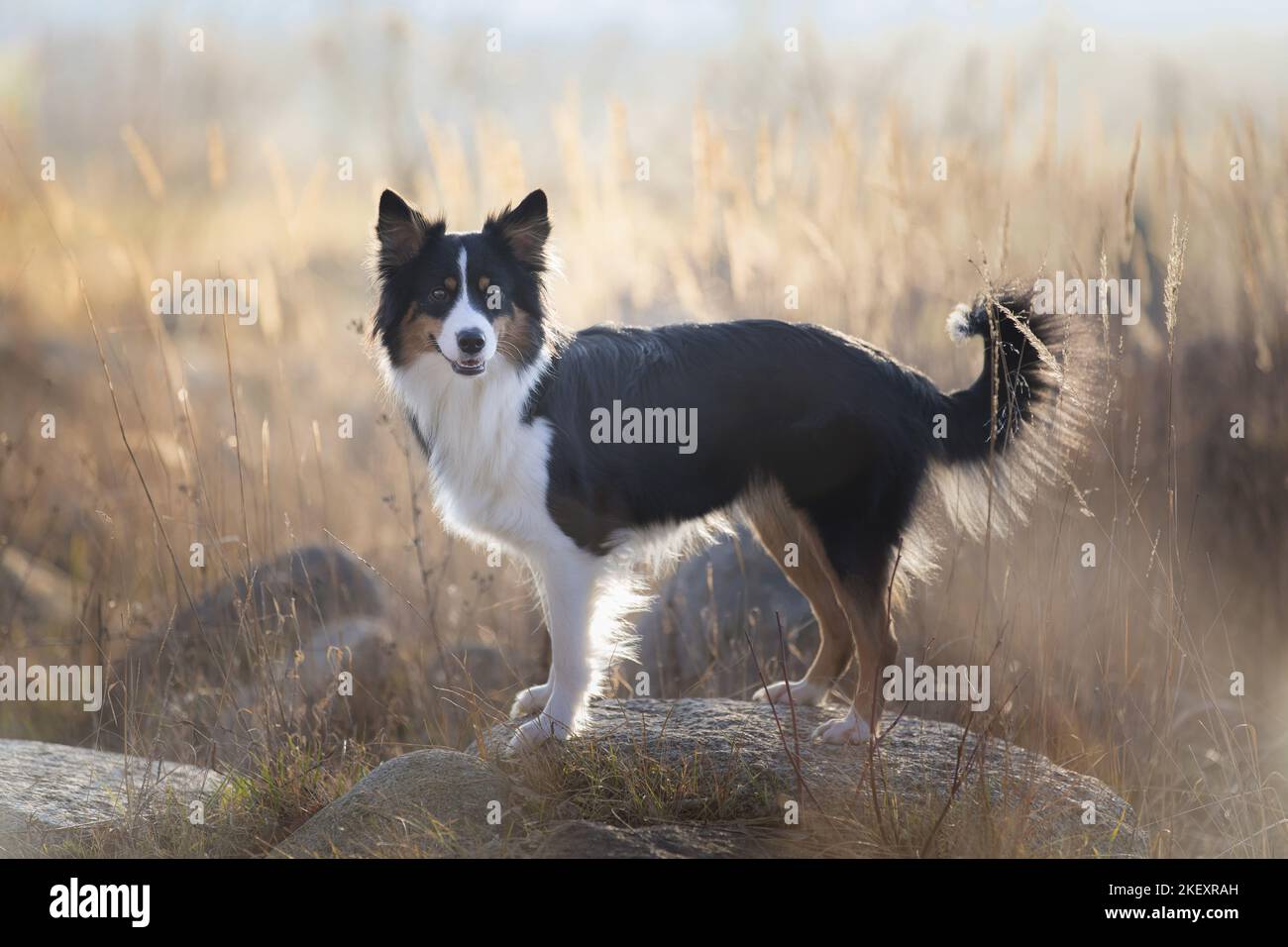 standing Border Collie Stock Photo - Alamy