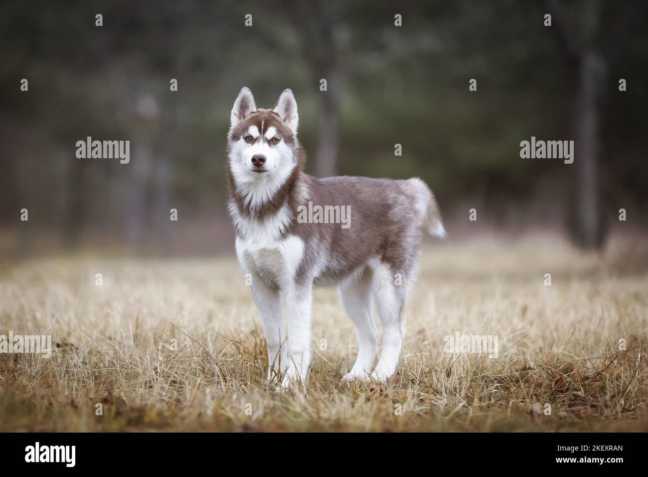 standing Siberian Husky Stock Photo - Alamy