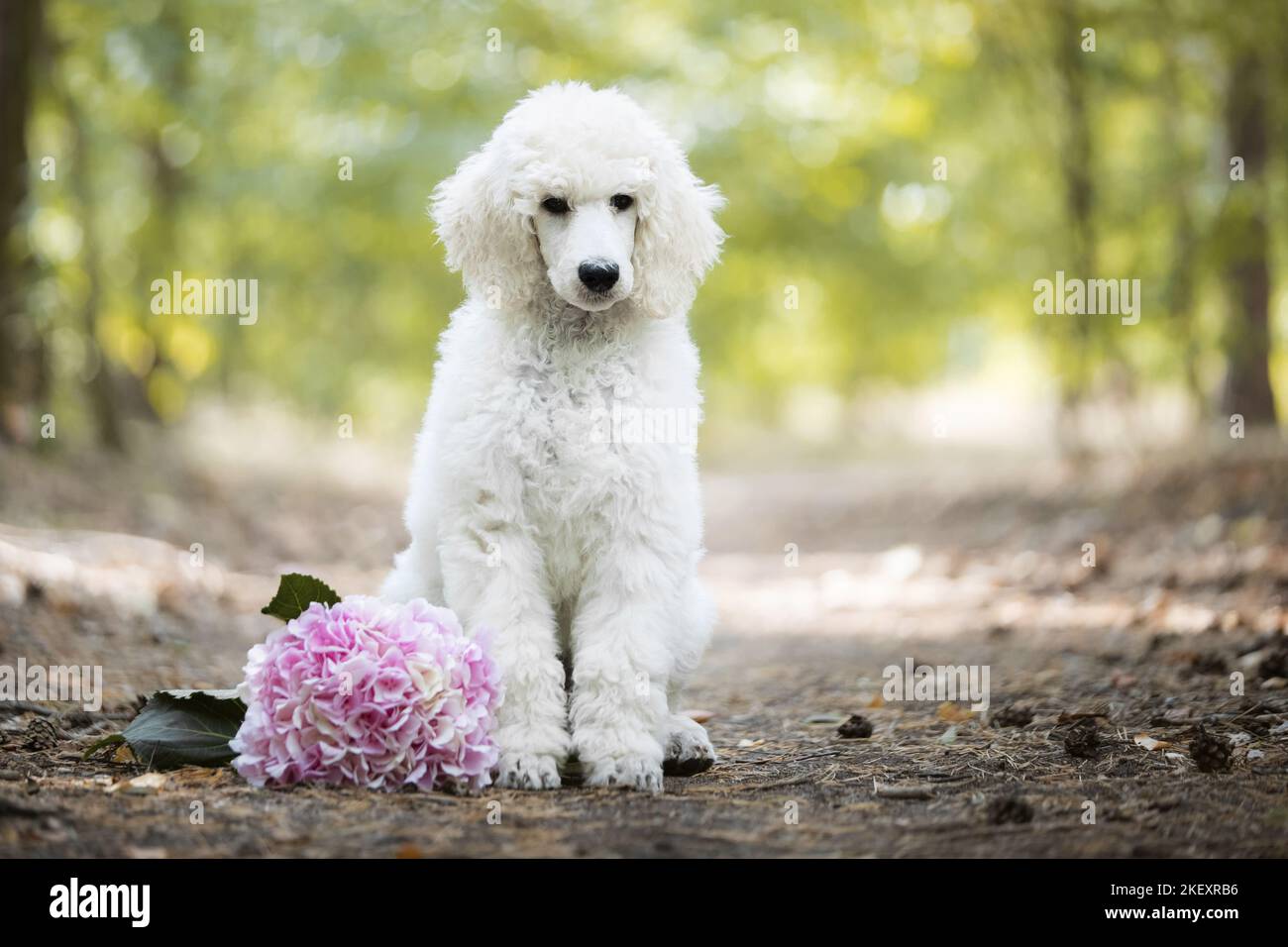 sitting Giant Poodle Stock Photo - Alamy