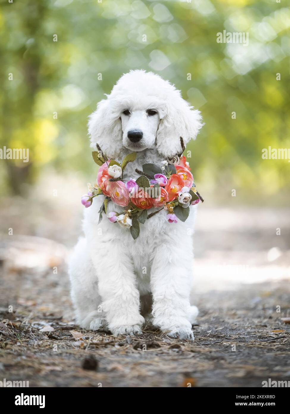 sitting Giant Poodle Stock Photo - Alamy