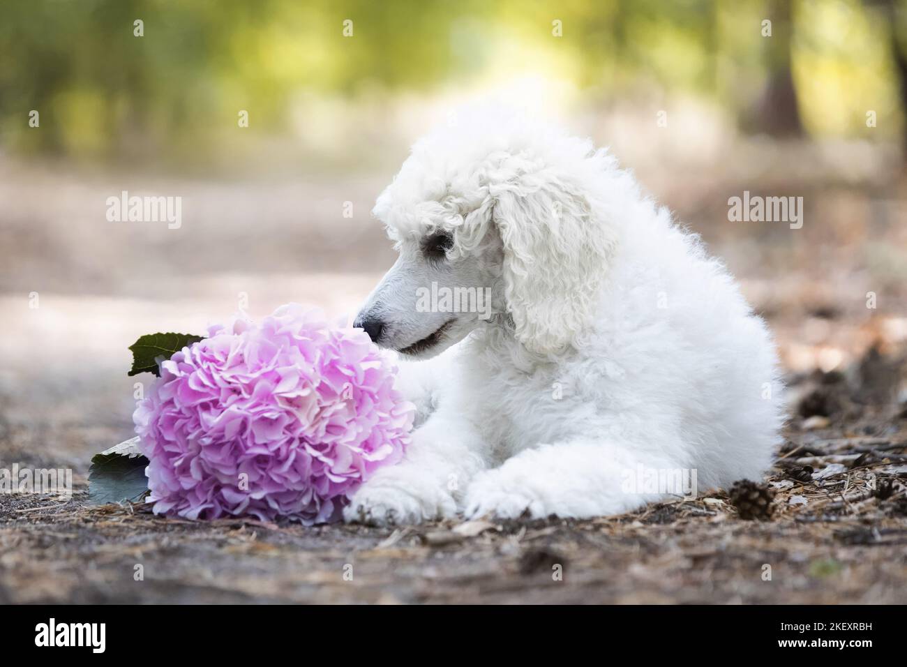 lying Giant Poodle Stock Photo - Alamy