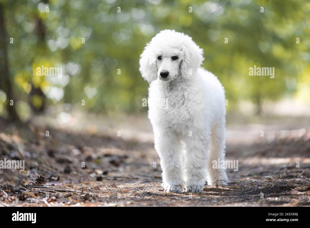 standing Giant Poodle Stock Photo - Alamy