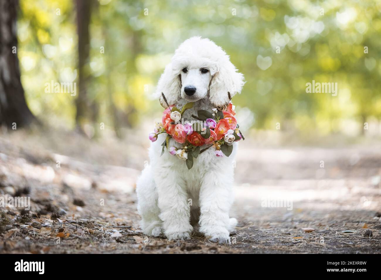sitting Giant Poodle Stock Photo - Alamy