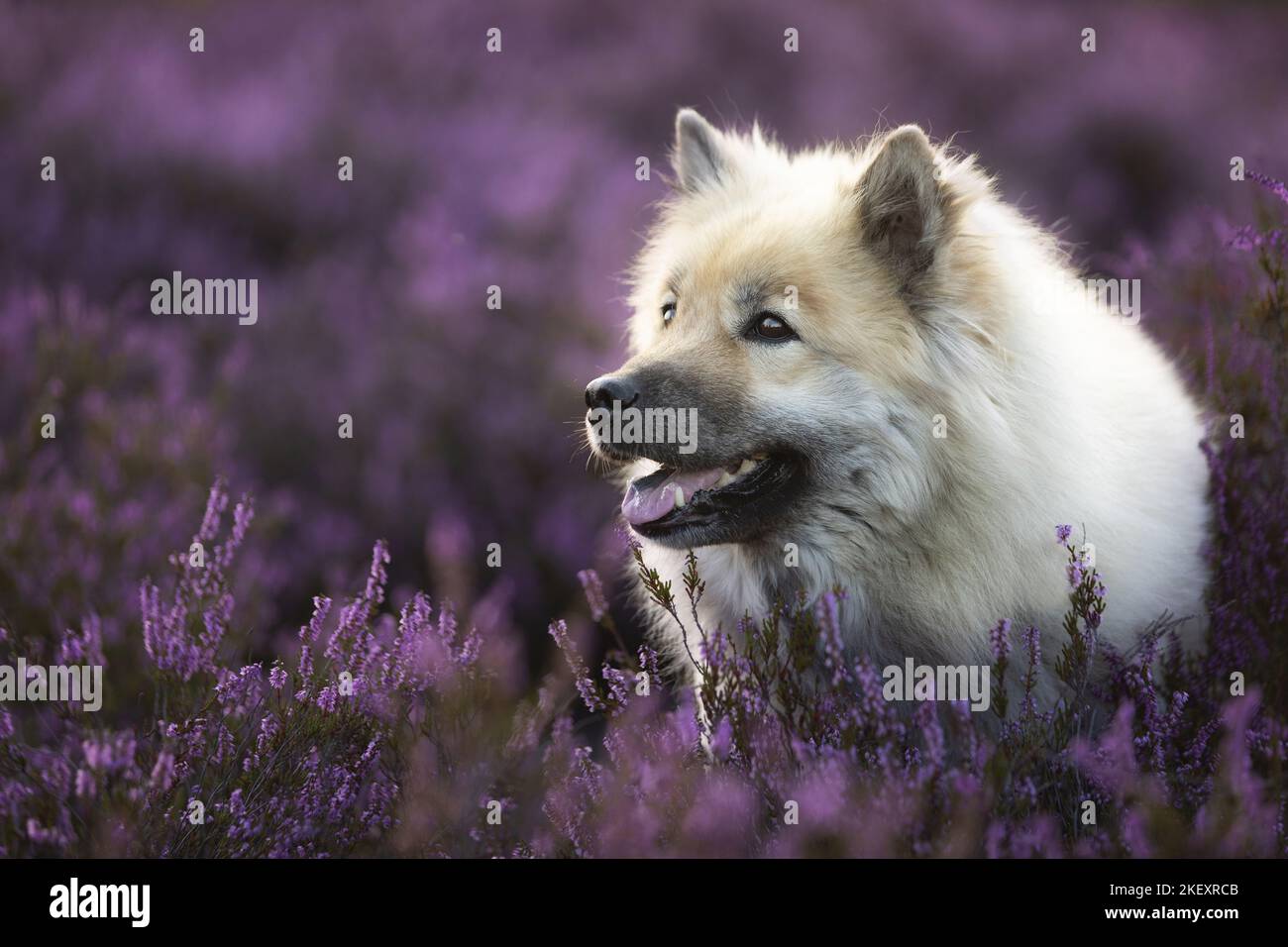 Eurasian Dog portrait Stock Photo - Alamy