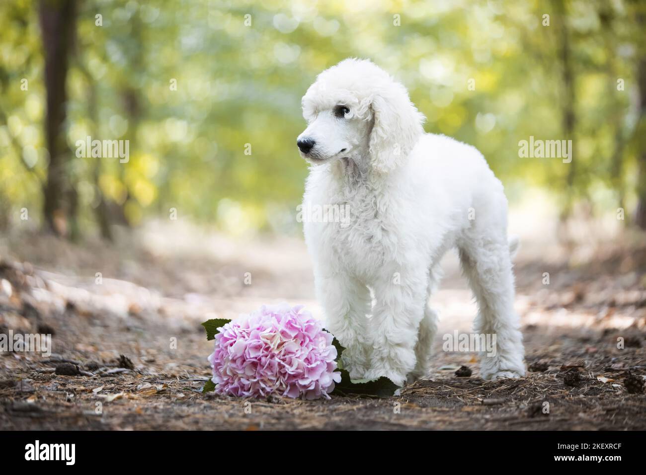 standing Giant Poodle Stock Photo - Alamy