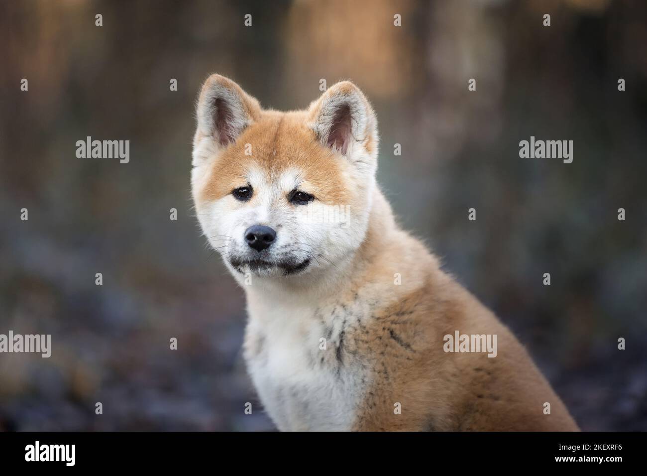 Akita Inu puppy Stock Photo - Alamy