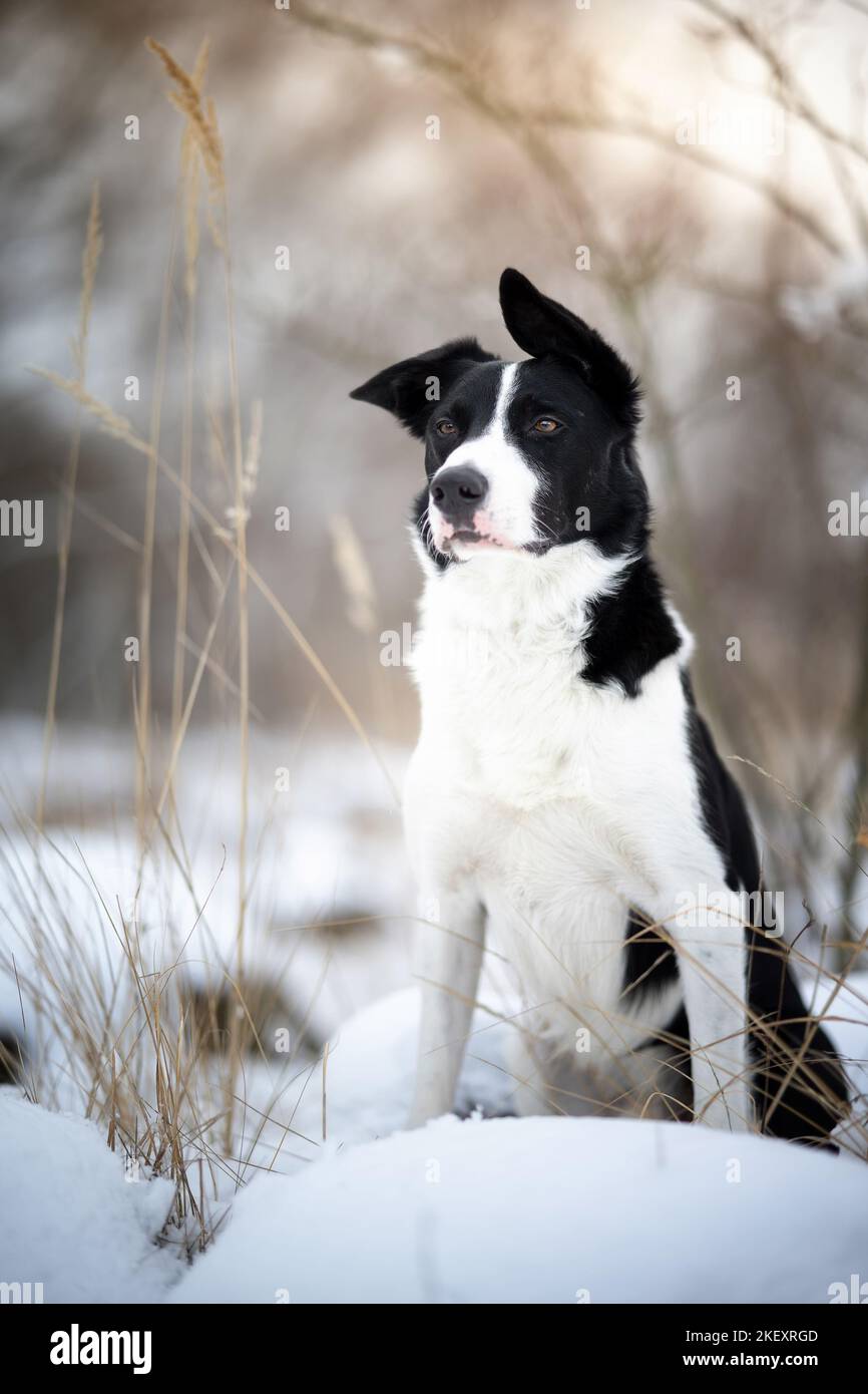 sitting Border Collie Stock Photo - Alamy