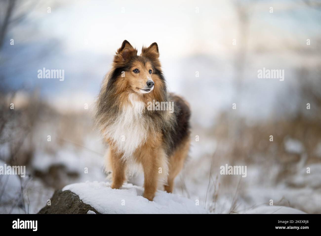 Two shelties shetland sheepdogs standing hi-res stock photography and ...