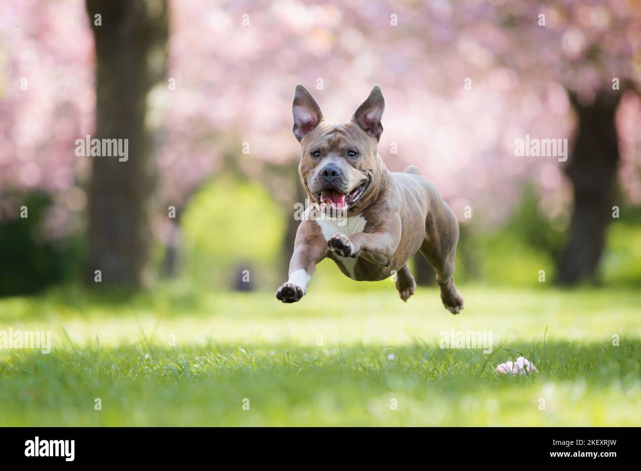 Jumping american staffordshire terrier hi-res stock photography and ...