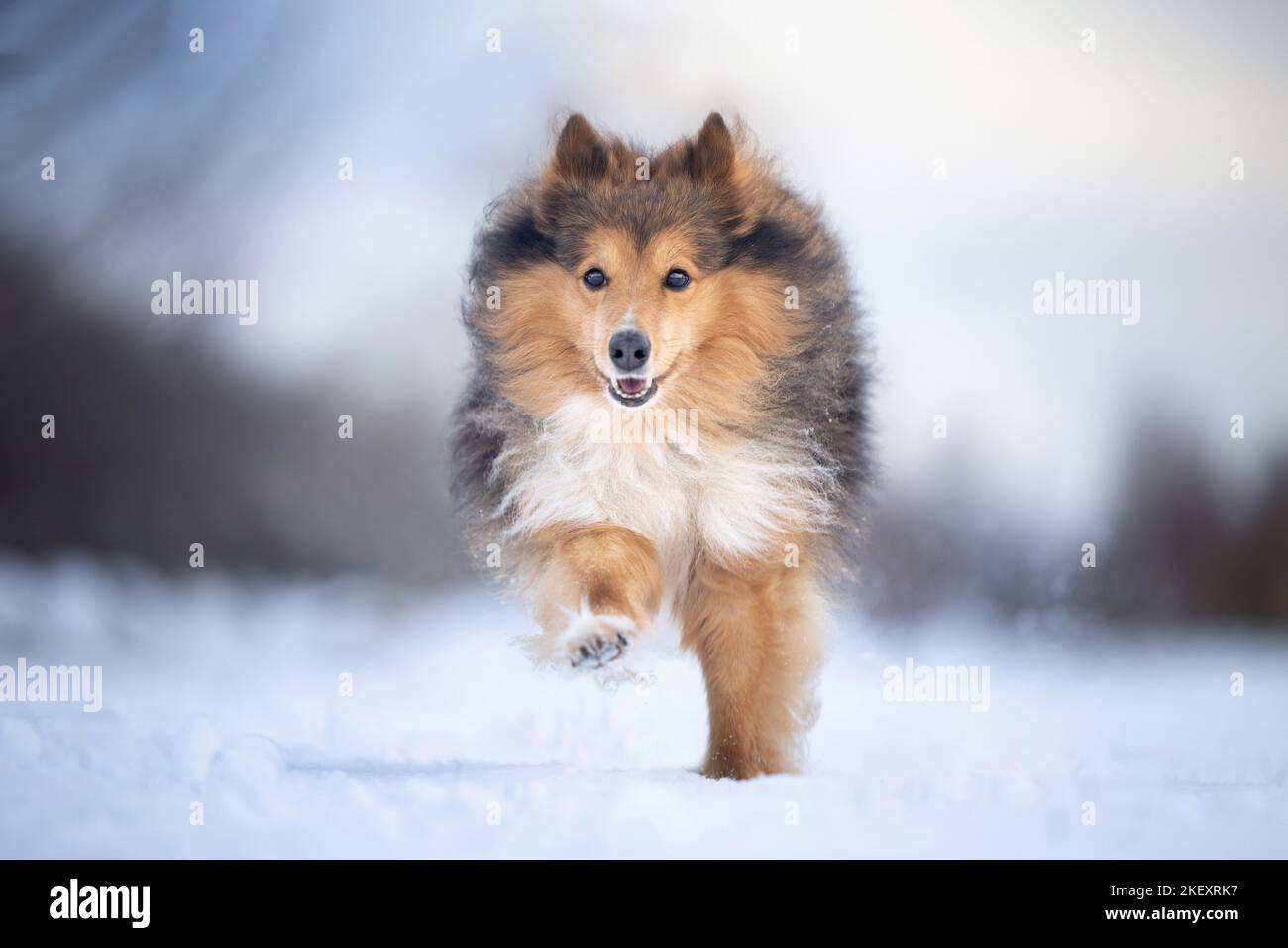 Running sheltie hi-res stock photography and images - Alamy