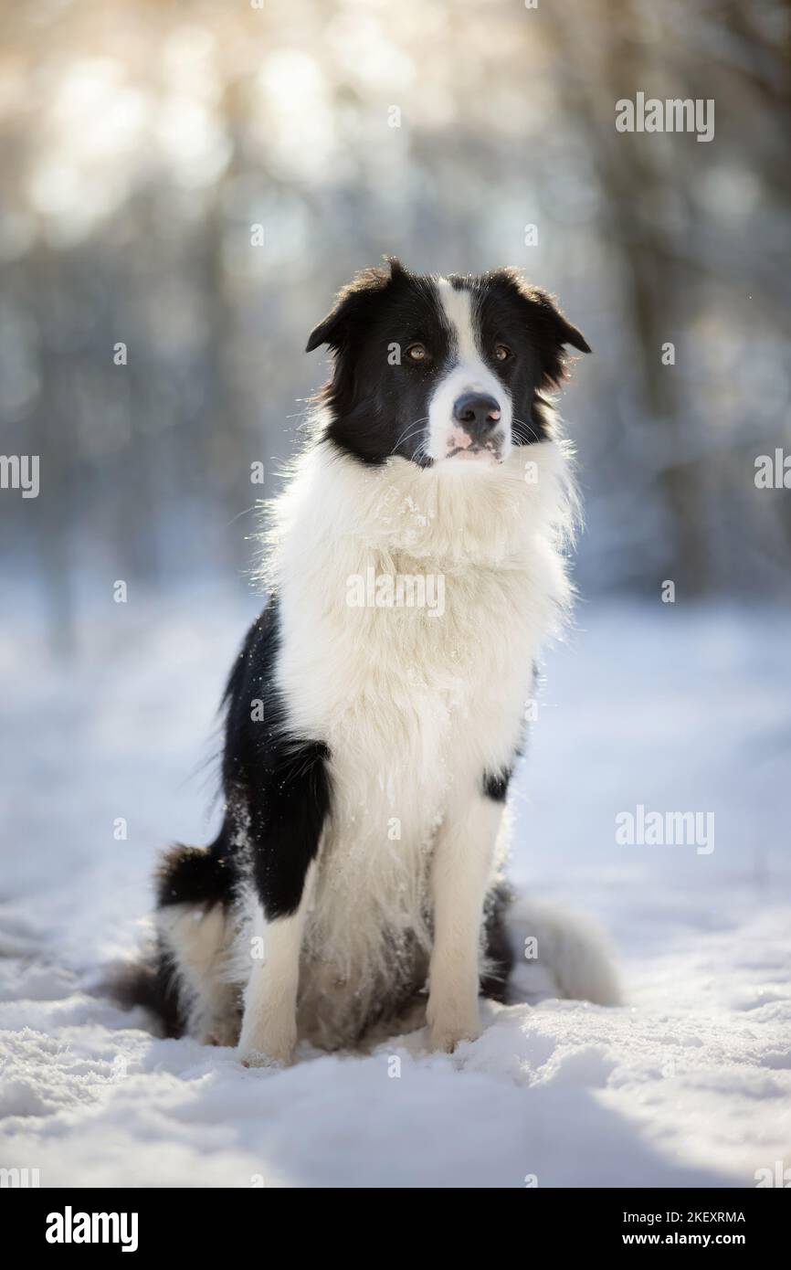 sitting Border Collie Stock Photo - Alamy