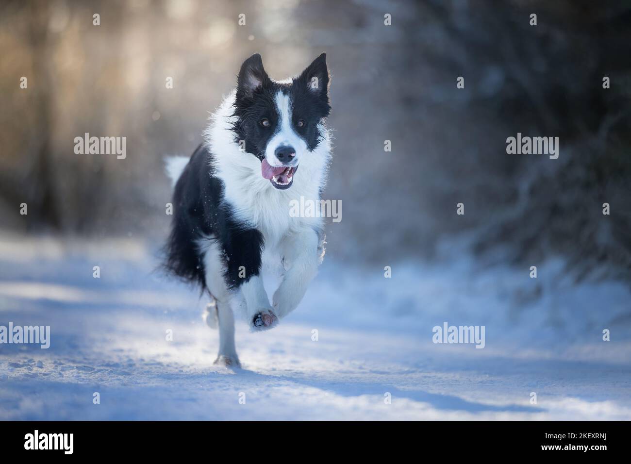 running Border Collie Stock Photo - Alamy