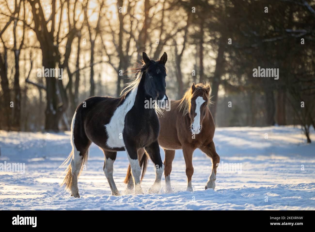 White blaze quarter horse hi-res stock photography and images - Alamy