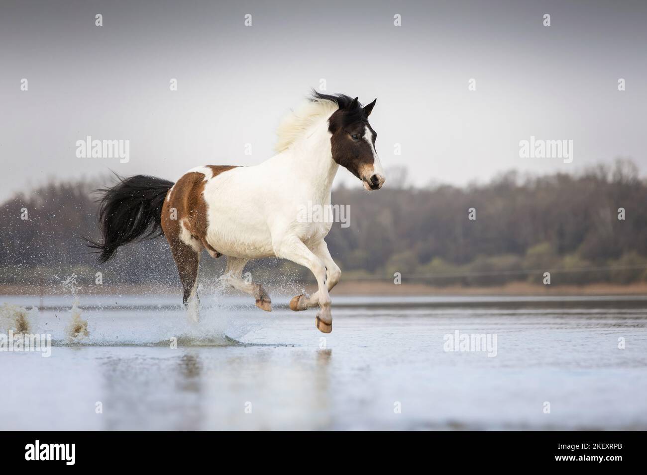 Lewitzer pony hi-res stock photography and images - Alamy