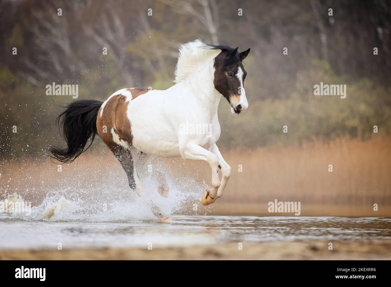 Lewitzer pony hi-res stock photography and images - Alamy