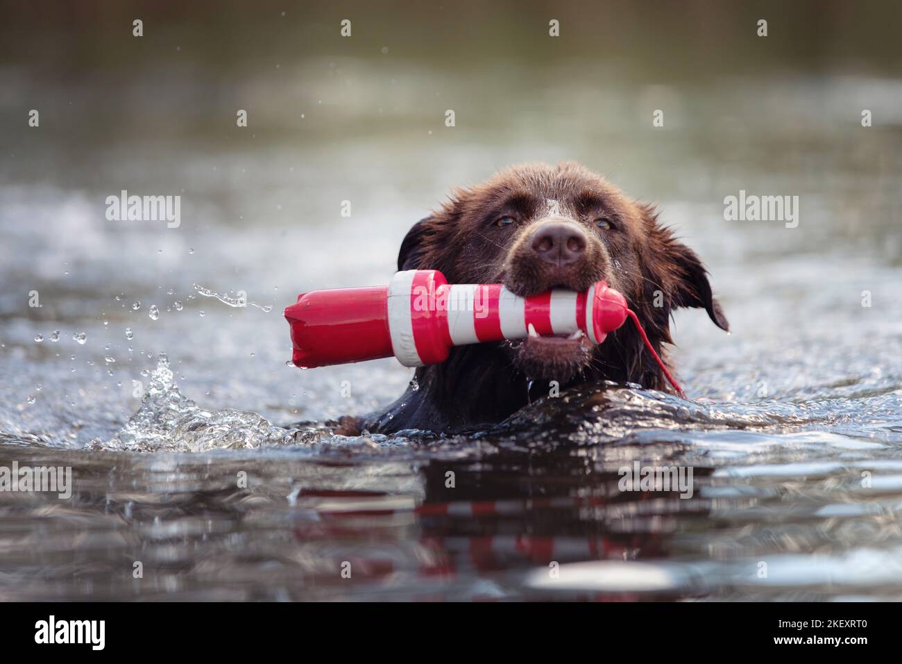 playing Australian Shepherd Stock Photo - Alamy