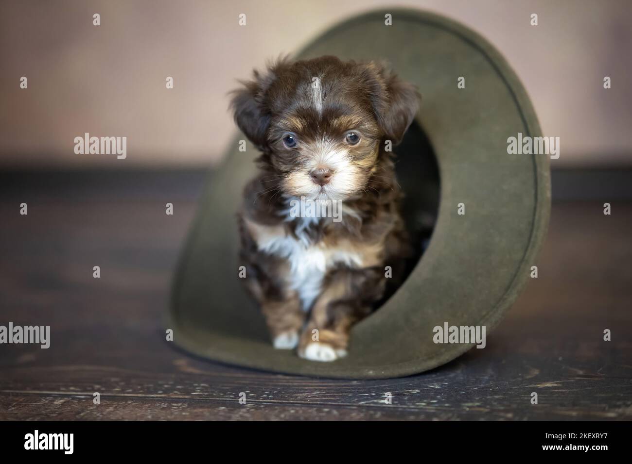 Bolonka zwetna Puppy Stock Photo - Alamy
