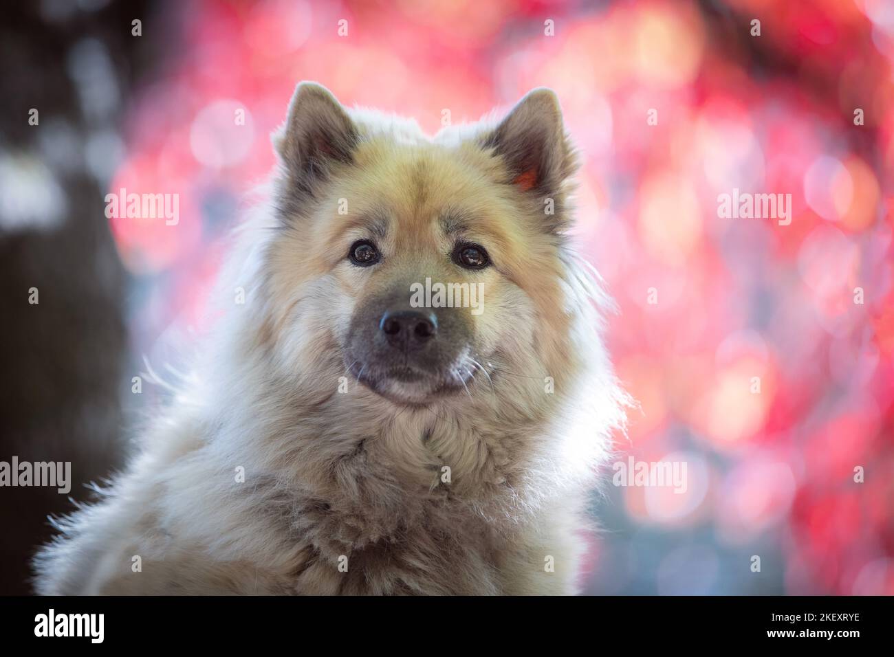 eurasian dog portrait Stock Photo - Alamy