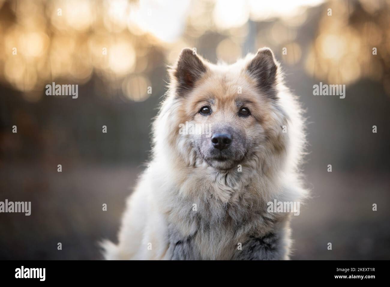 eurasian dog portrait Stock Photo - Alamy