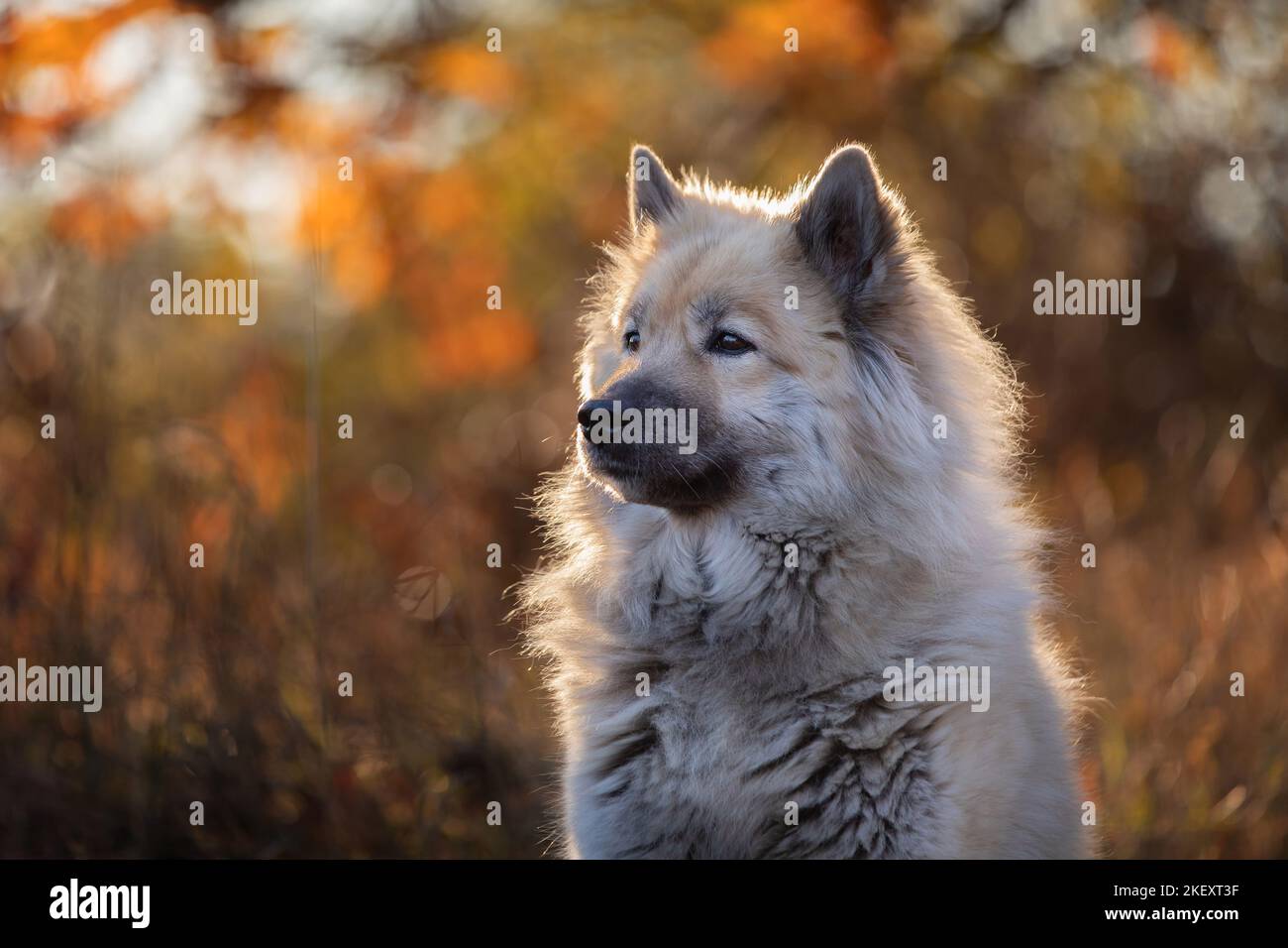 eurasian dog portrait Stock Photo - Alamy