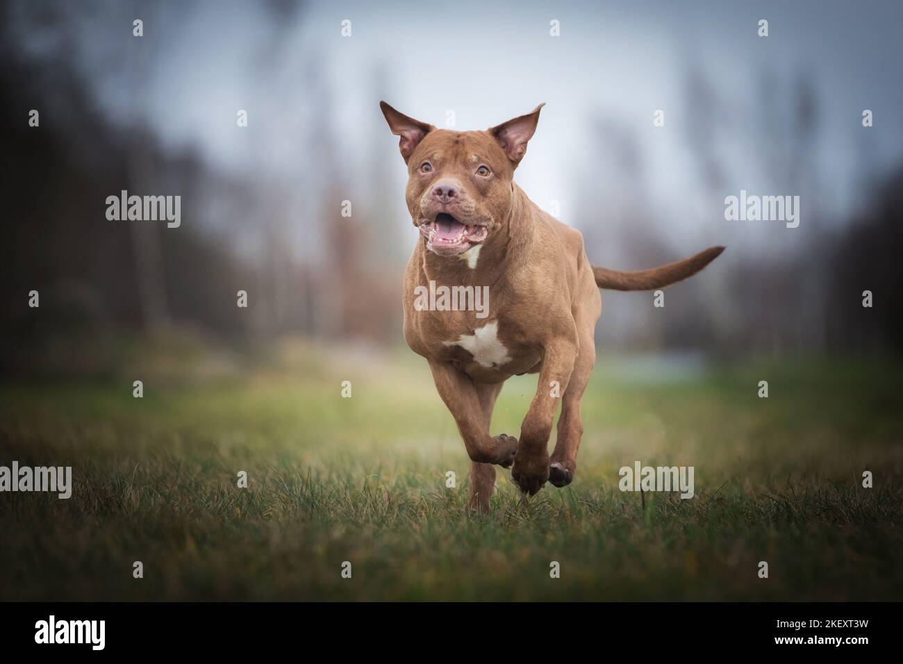 American pit bull mongrel hi-res stock photography and images - Alamy