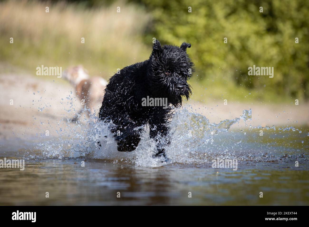 Russian bulldog hi-res stock photography and images - Alamy