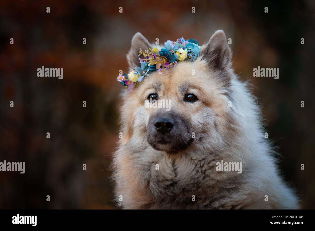 eurasian dog portrait Stock Photo - Alamy