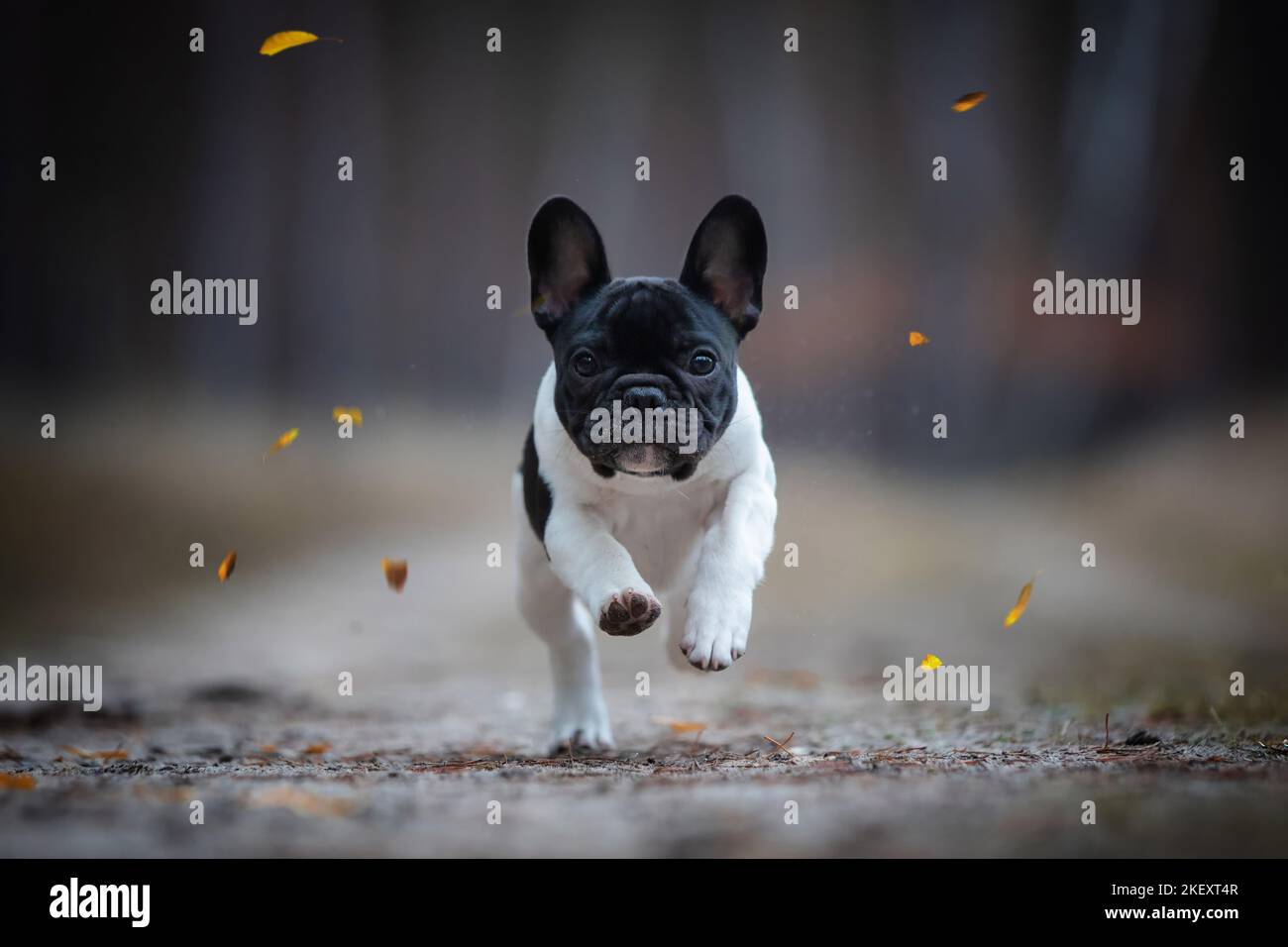 running French Bulldog Stock Photo - Alamy
