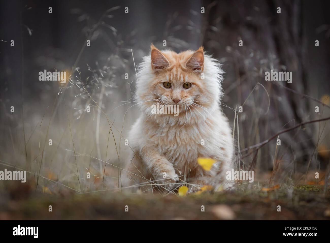 sitting Maine Coon Stock Photo - Alamy