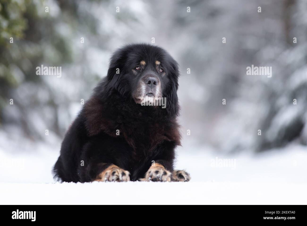 lying Do Khyi Stock Photo - Alamy