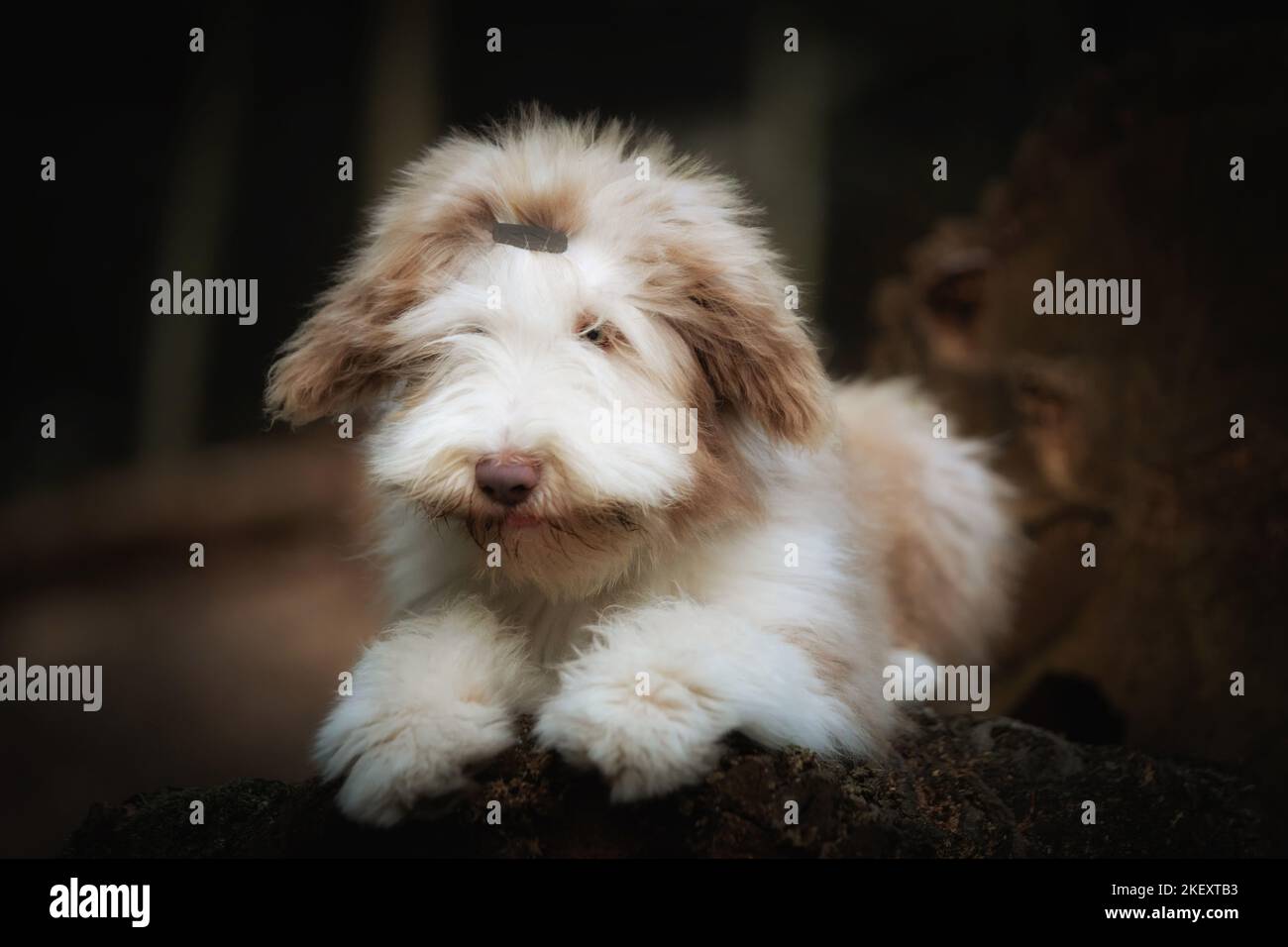 Medium long side view bearded hi-res stock photography and images - Alamy
