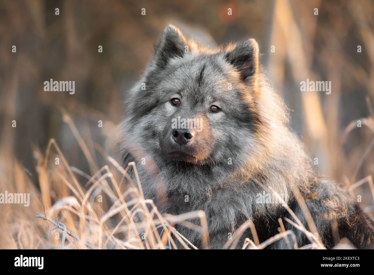 eurasian dog portrait Stock Photo - Alamy