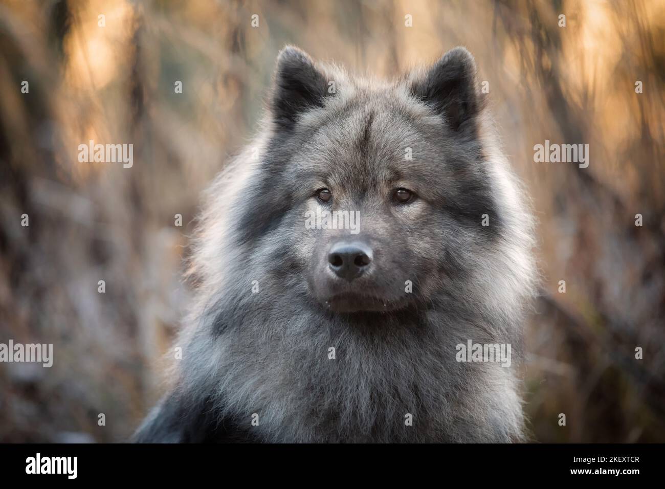 eurasian dog portrait Stock Photo - Alamy