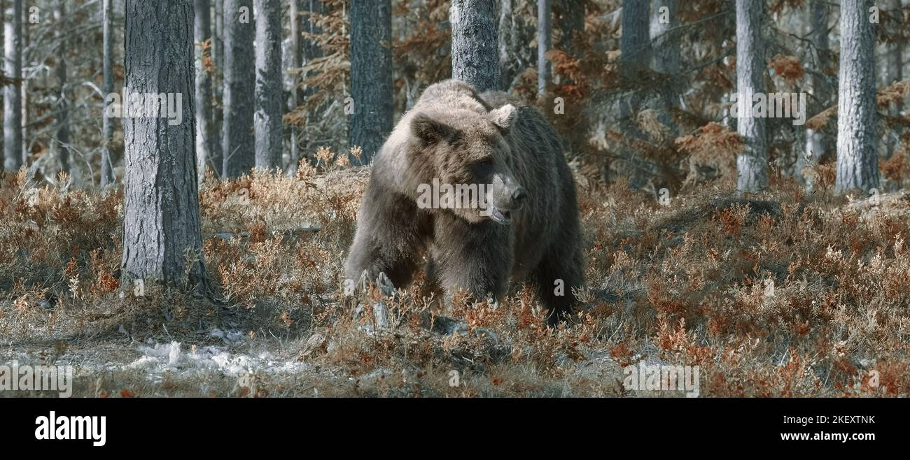Big brown bear in the forest, wide panoramic view Stock Photo - Alamy