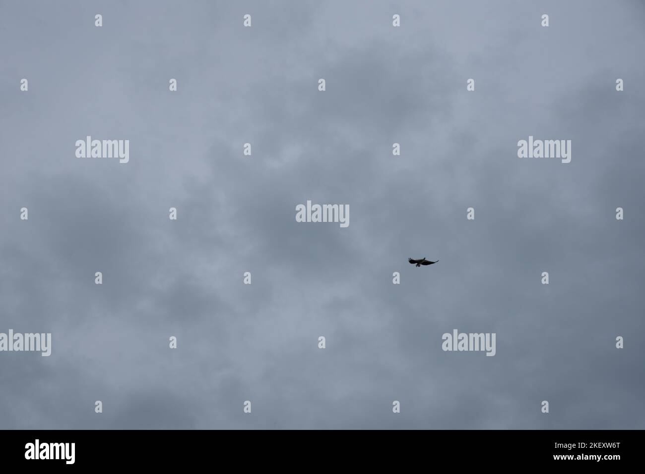 distance sky an eagle flying high above the horizon sea Stock Photo - Alamy