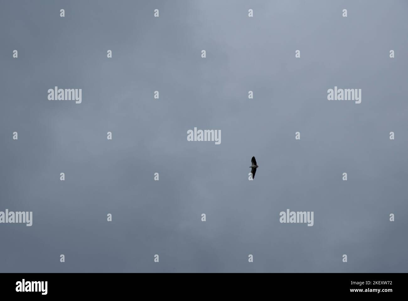 distance sky an eagle flying high above the horizon sea Stock Photo - Alamy