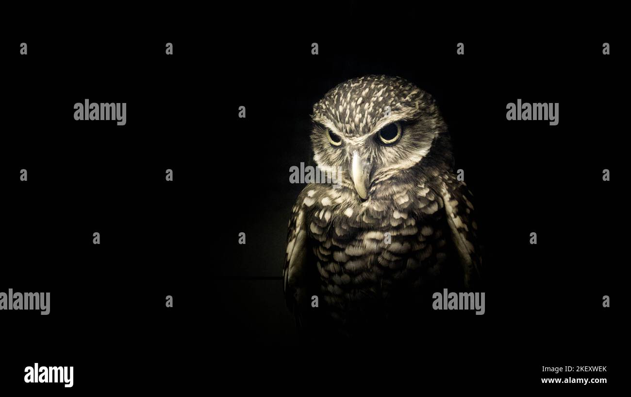 Mysterious Photo of Owl at Pittsburgh National Aviary Stock Photo - Alamy