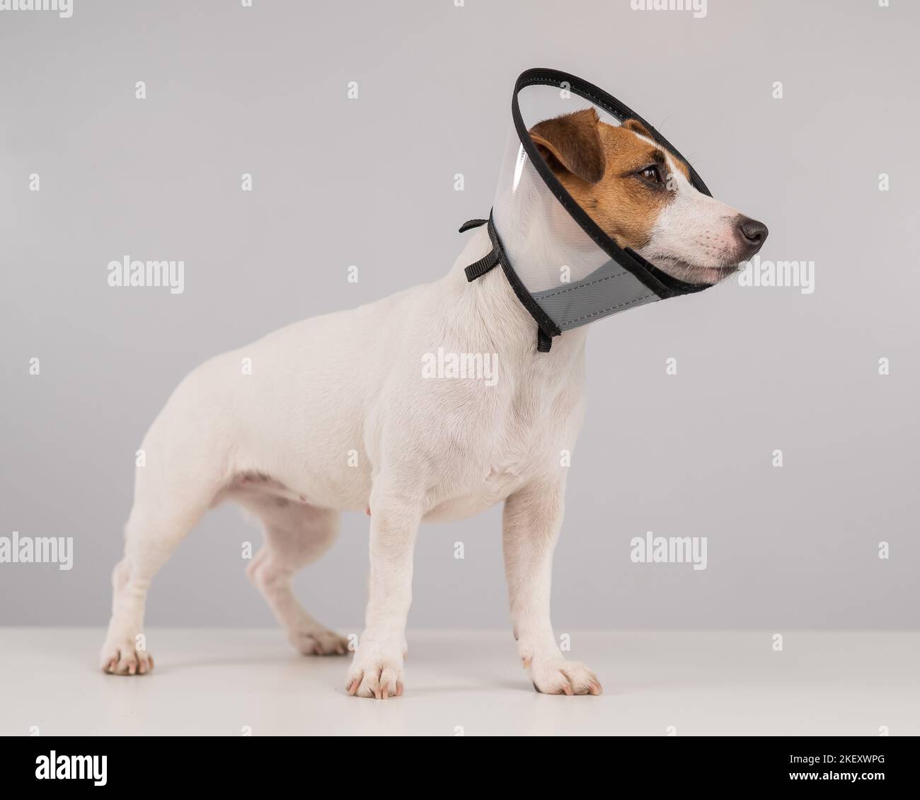 Jack Russell Terrier dog in plastic cone after surgery Stock Photo - Alamy