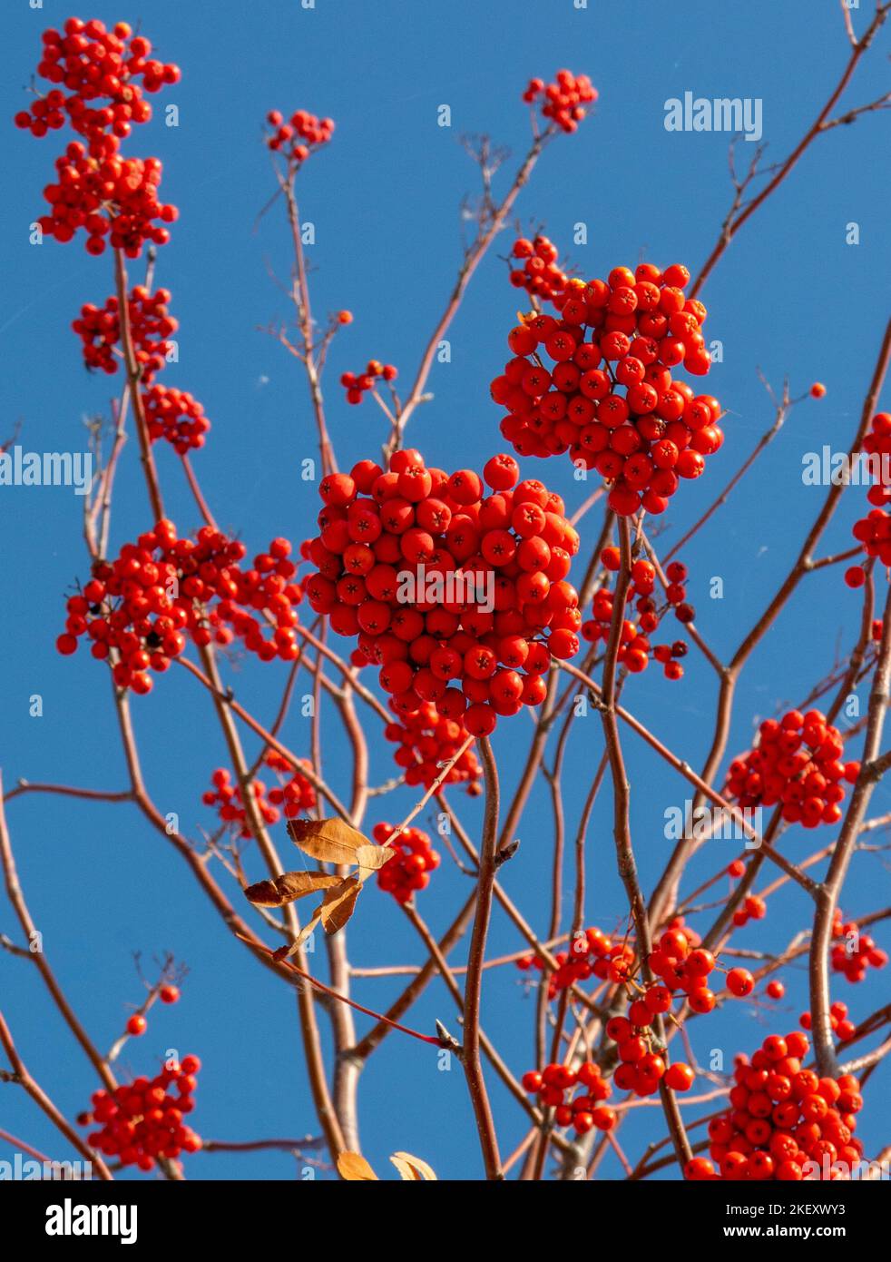 Rowan (Sorbus aucuparia) fruits and leaves in the autumn. Mountain-ash ...