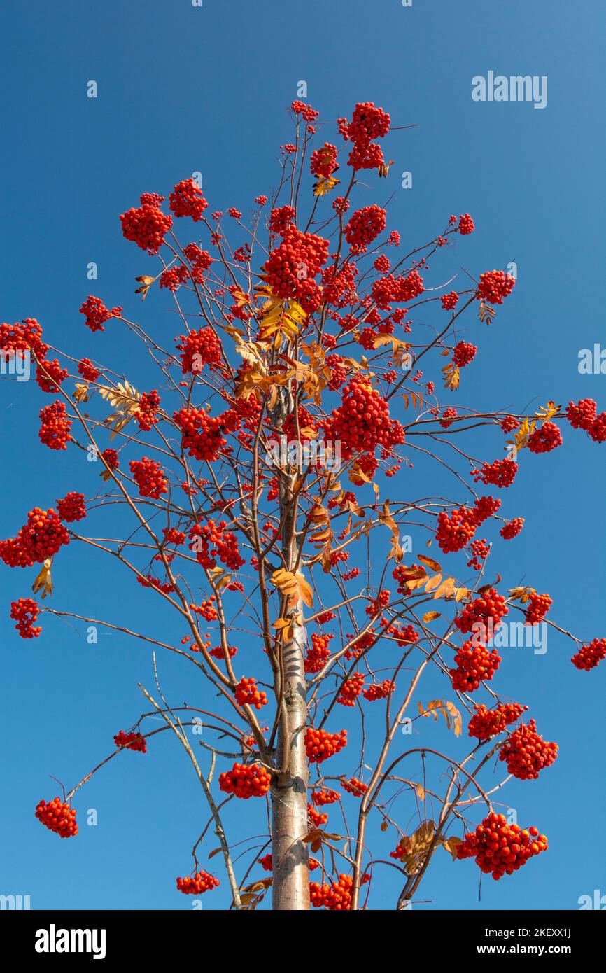 Rowan (Sorbus aucuparia) fruits and leaves in the autumn. Mountain-ash ...