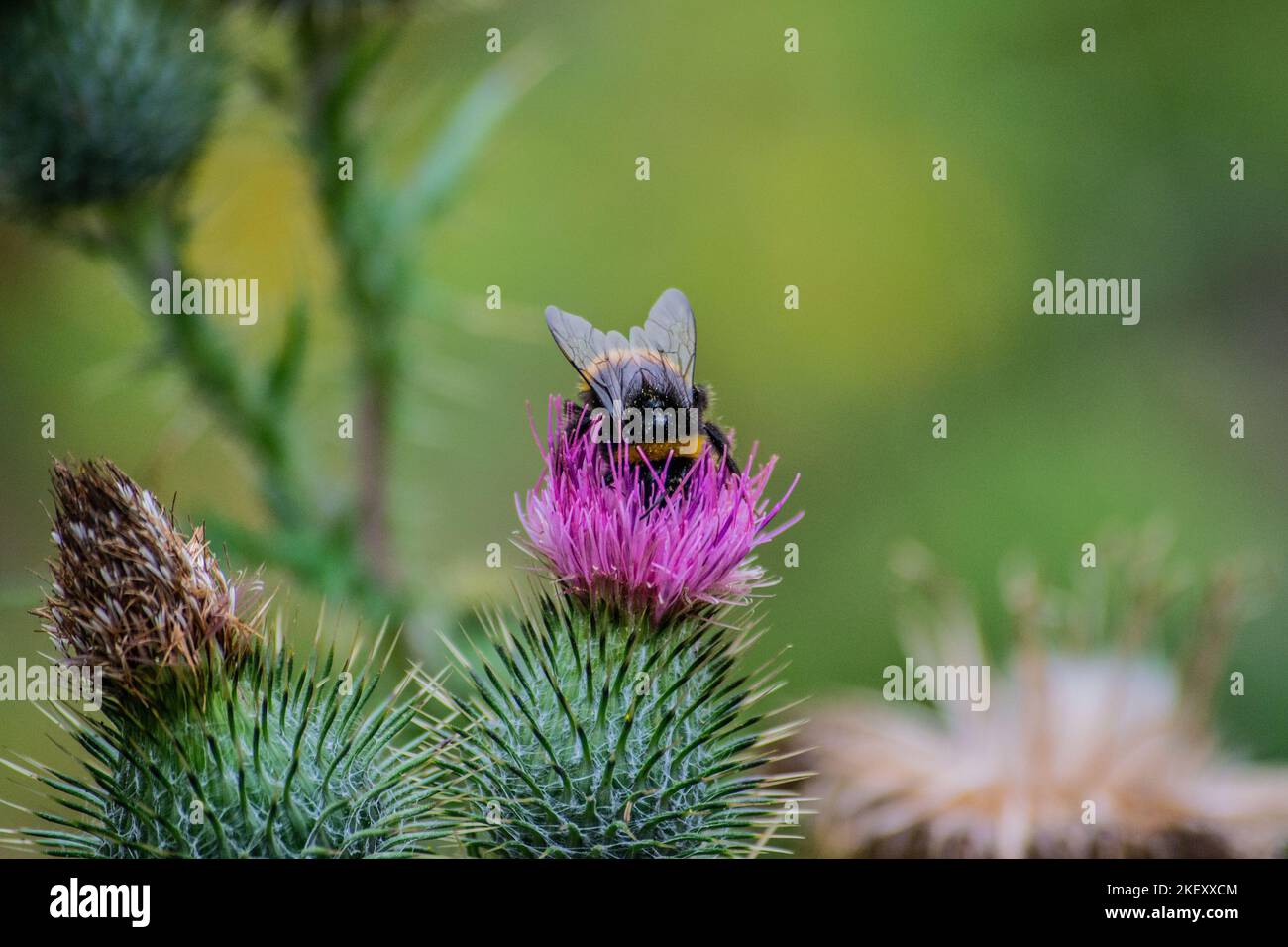 Bumble Bee Close Up Stock Photo - Alamy
