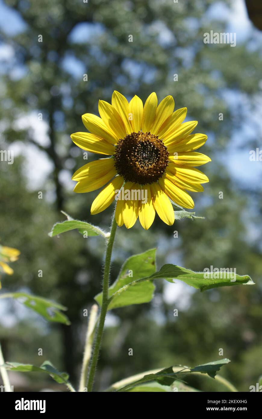 Summertime Sunflowers, Back Yard Stock Photo - Alamy
