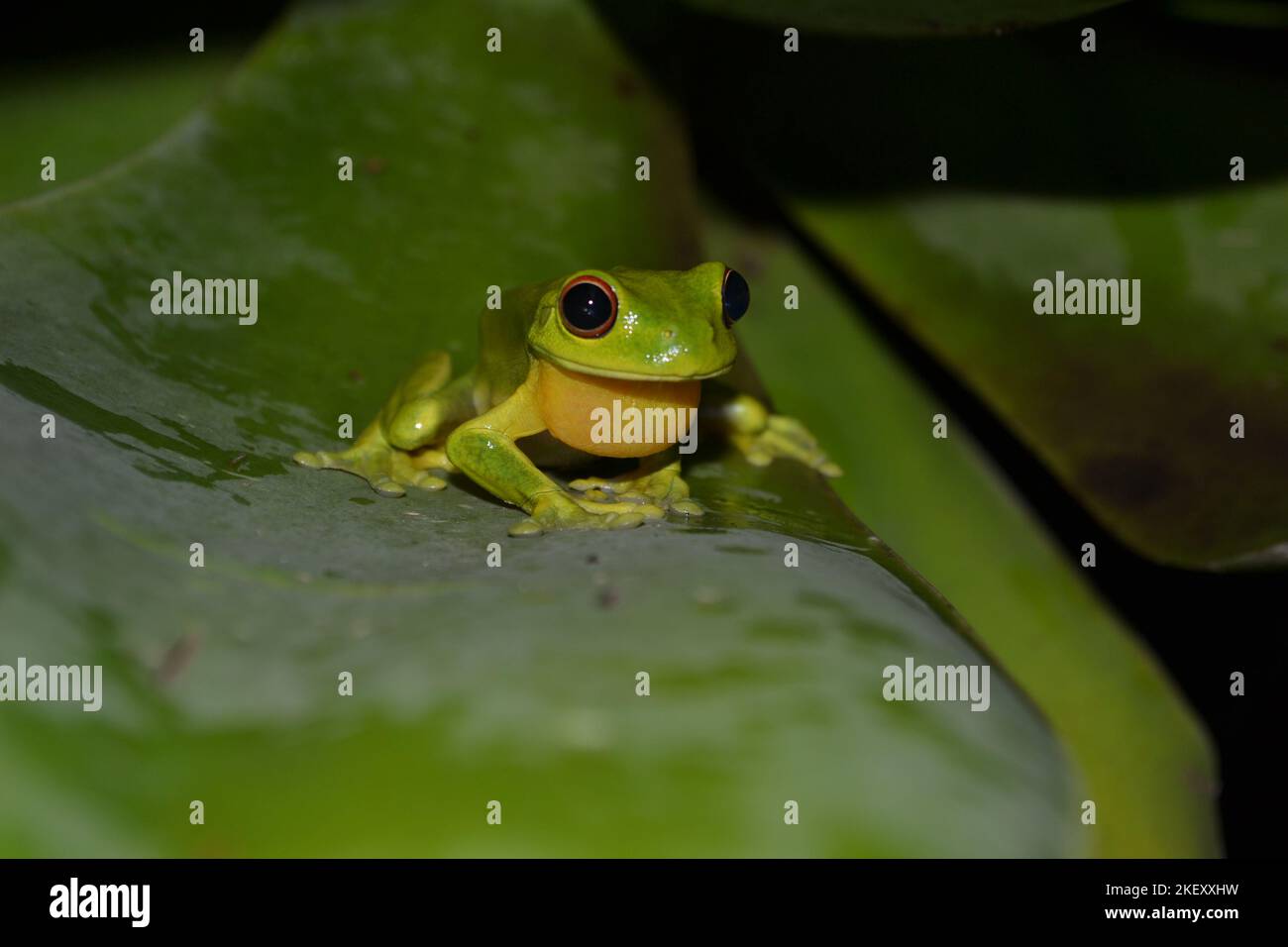 Green Tree Frog Close Up Stock Photo - Alamy