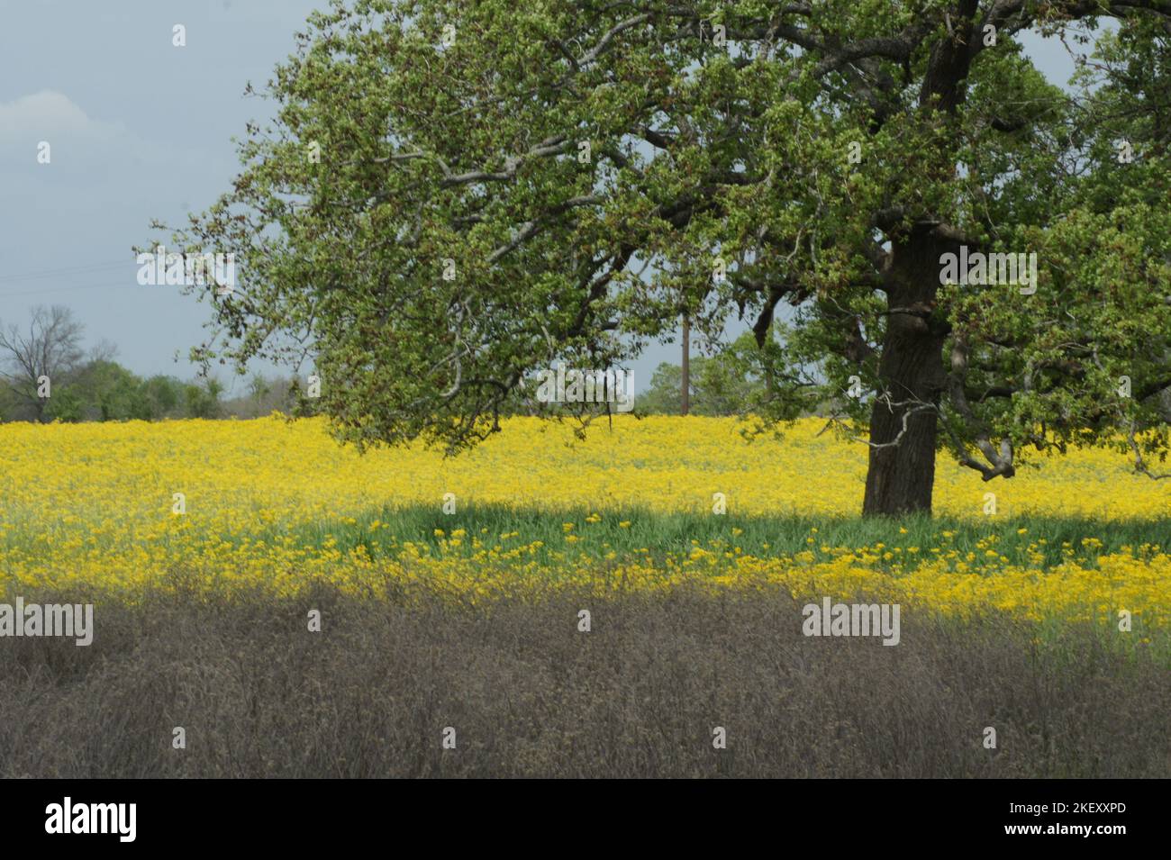 Smother weeds hi-res stock photography and images - Alamy