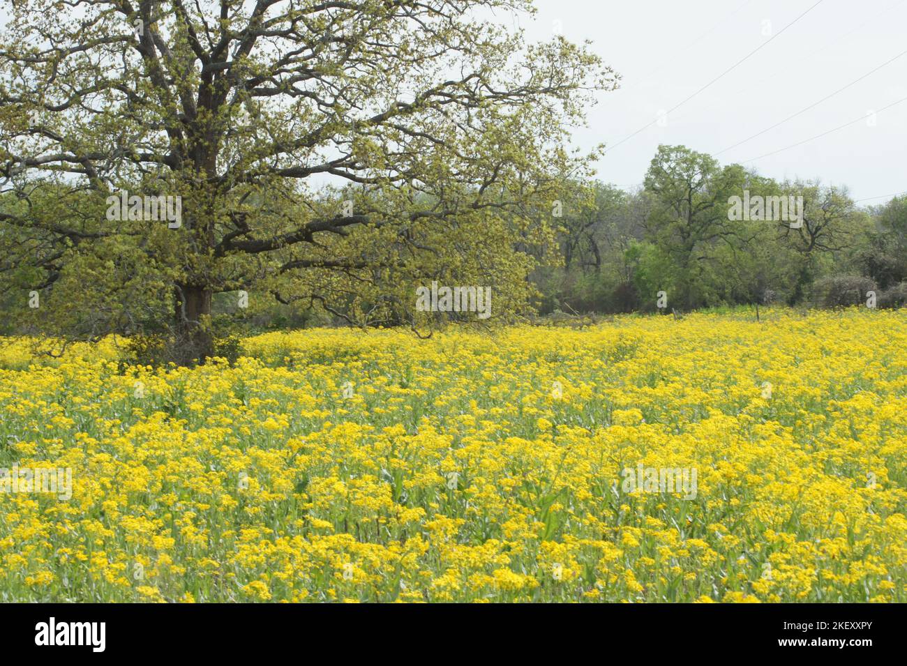 Bitter oak hi-res stock photography and images - Alamy